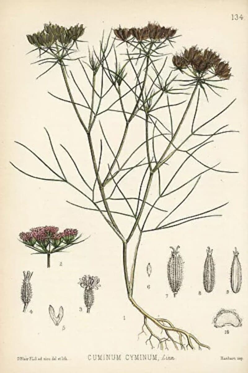 Cominhos (Cuminum cyminum L.)