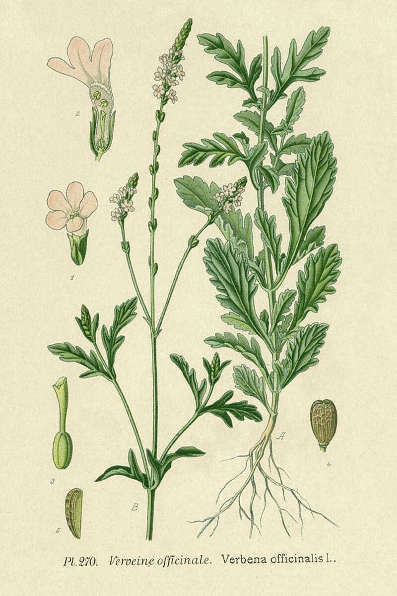 Lúcia-Lima (Aloysia triphylla L’Hérit.)