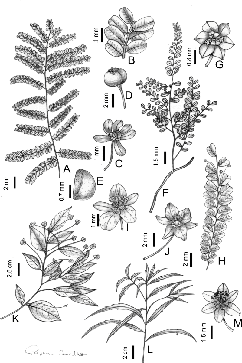 Quebra-Pedra (Phyllanthus amarus Schum. et Thorn.)